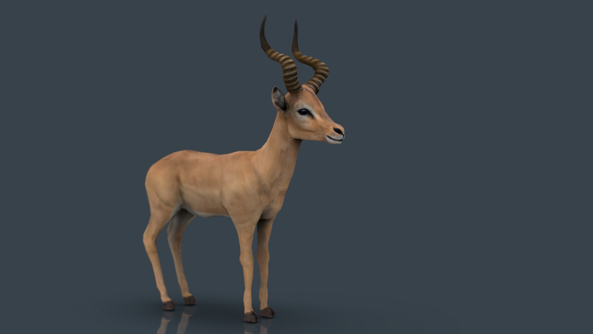 3D Impala Poses Model - TurboSquid 1507157