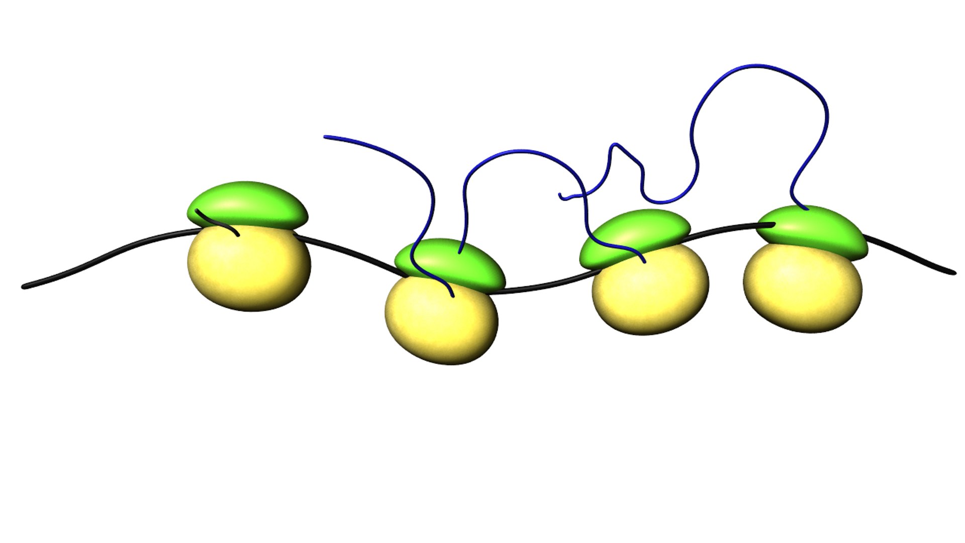 Ergosomes Ribosomes 3d Model