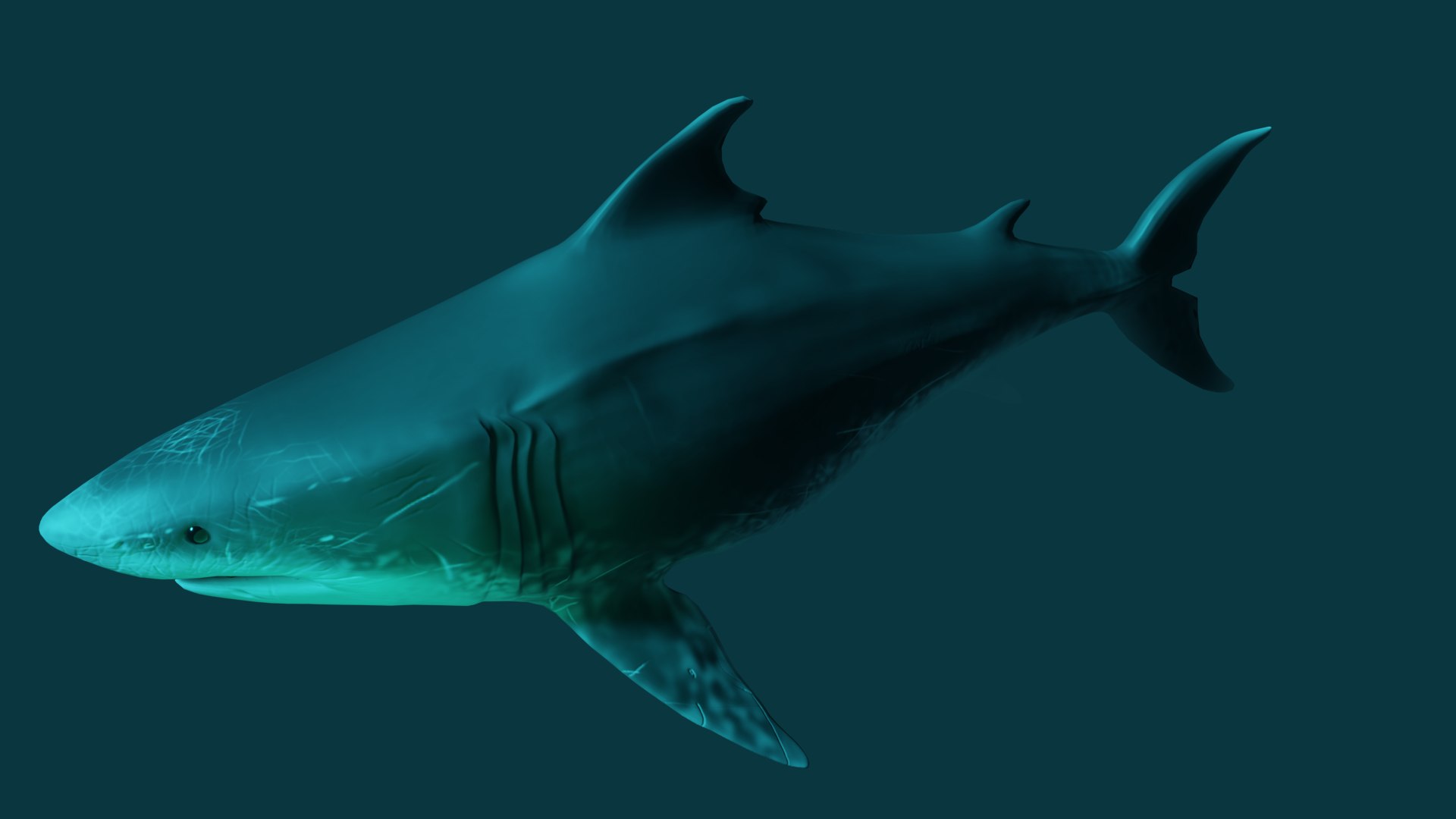 3D Shark Stylized Model - TurboSquid 1369383