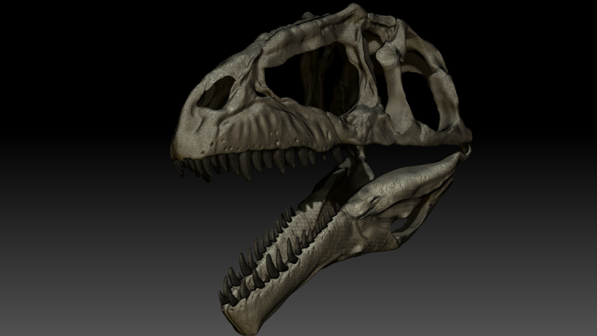 Giganotosaurus Skull Set Skeletons3D模型 - TurboSquid 1695017