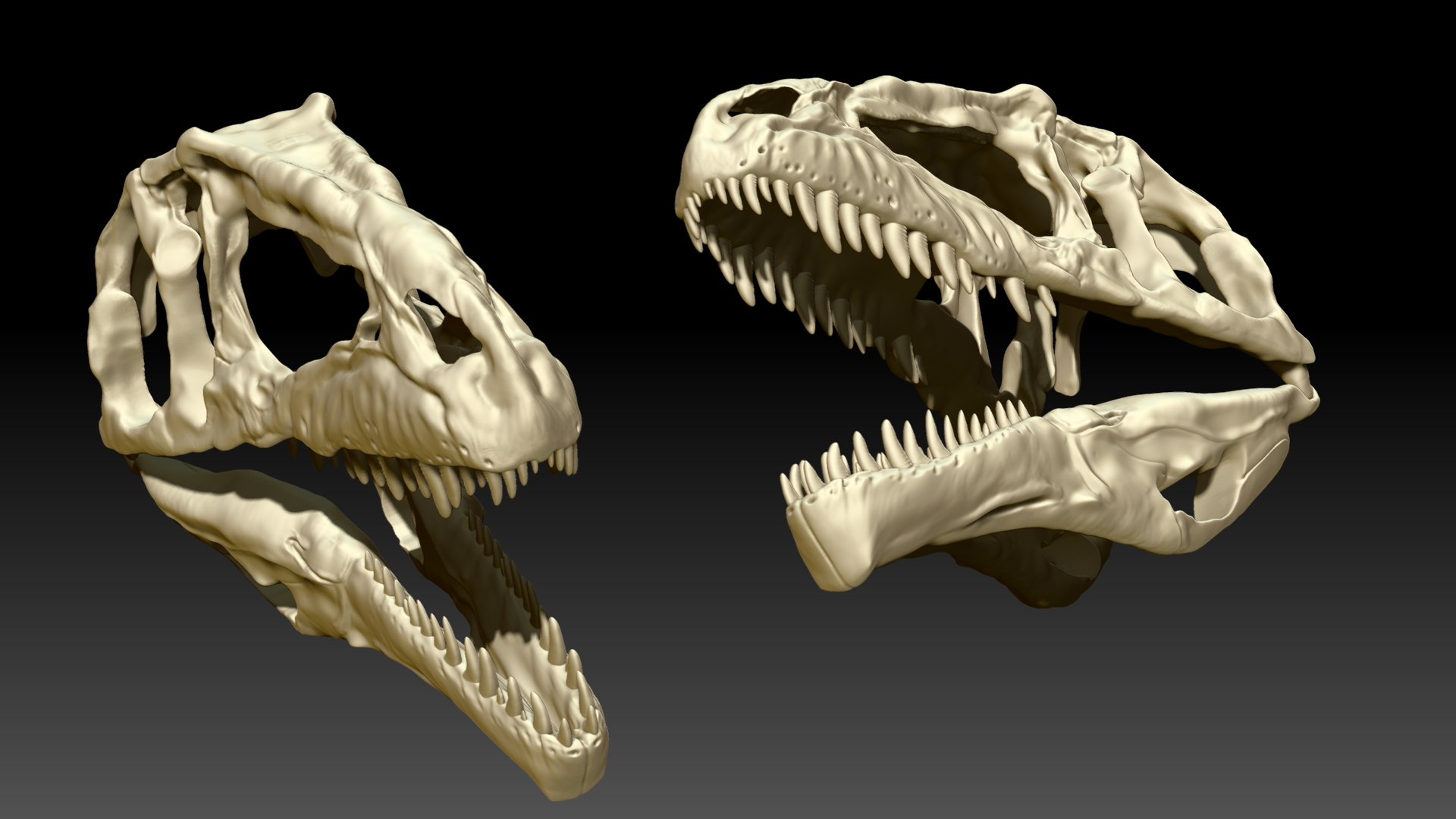 Giganotosaurus Skull Set Skeletons3D模型 - TurboSquid 1695017