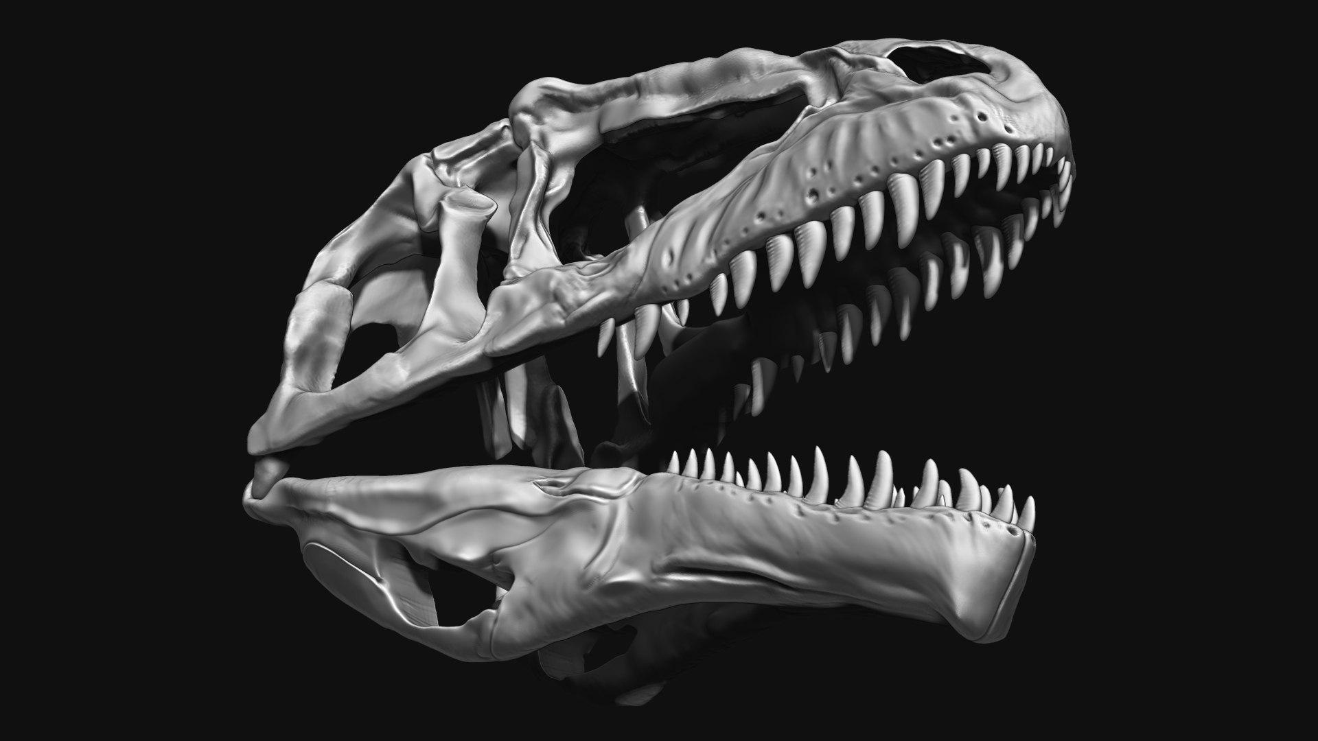 3D Giganotosaurus Skull Set Skeletons - TurboSquid 1695017