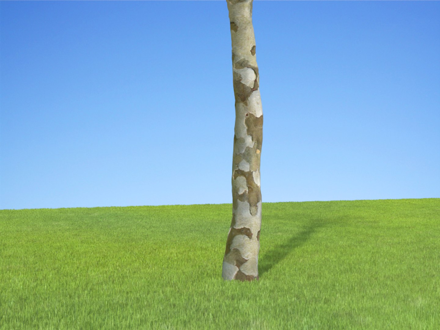 3d Obj European Sycamore Tree