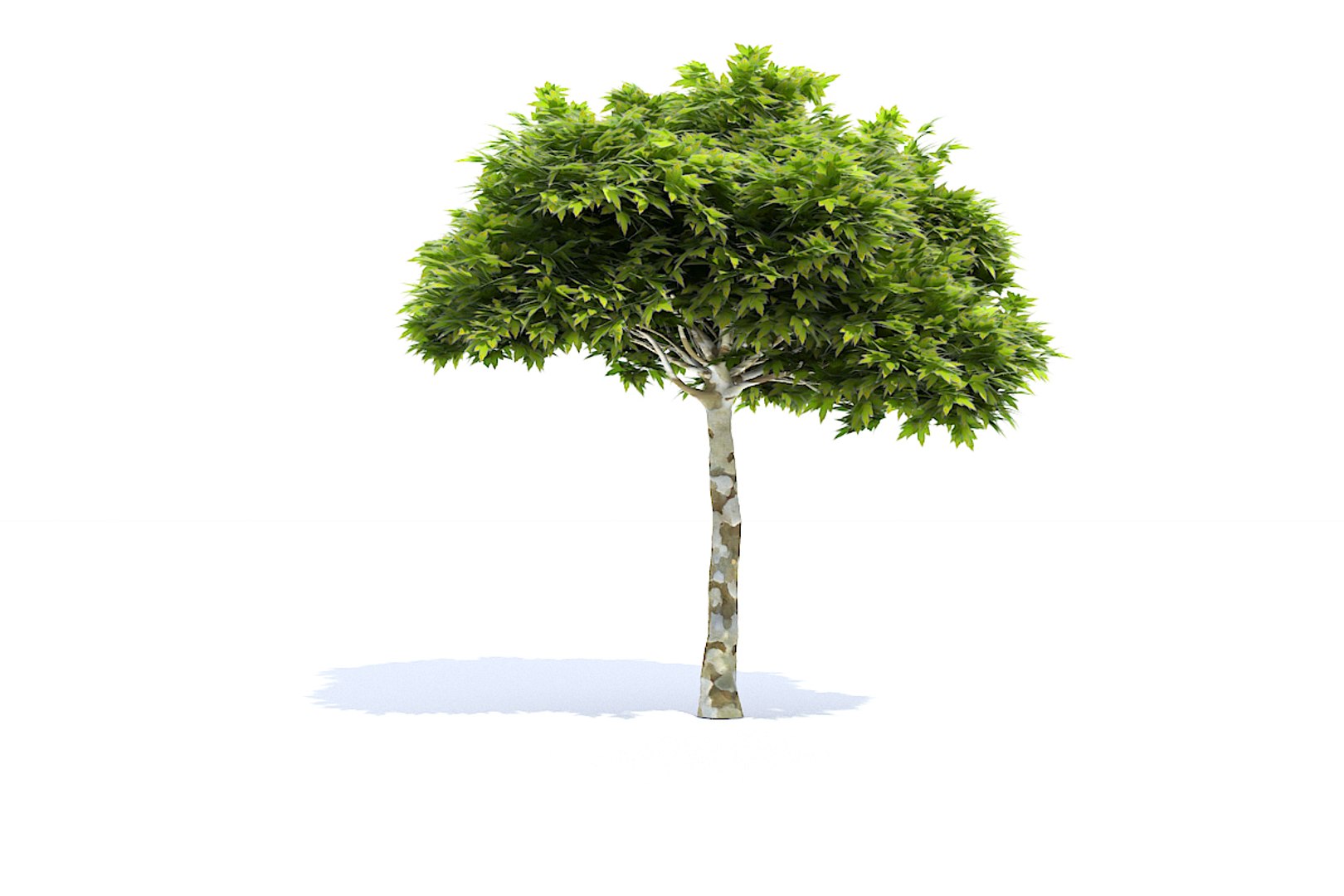 3d Obj European Sycamore Tree