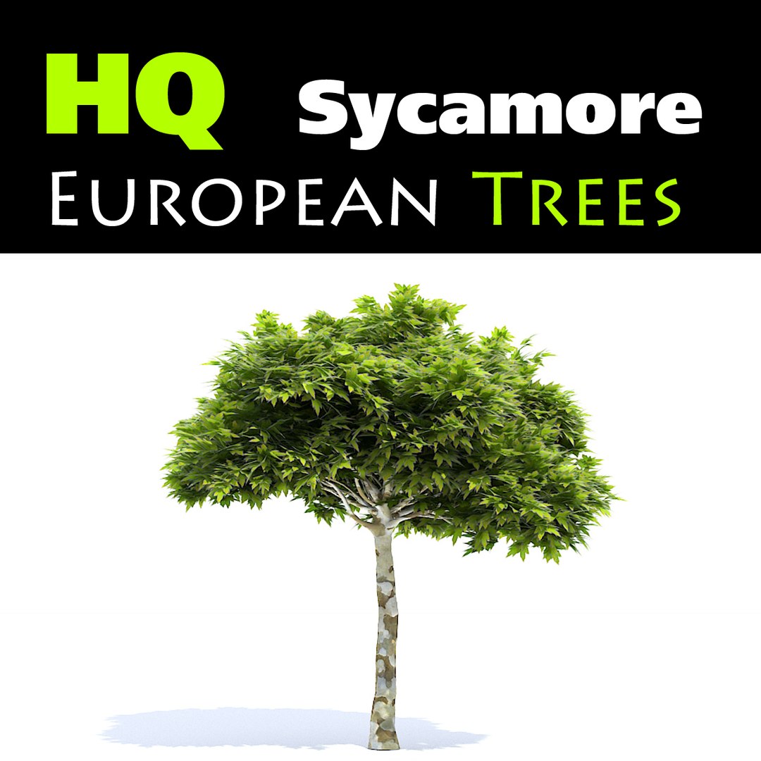 3d Obj European Sycamore Tree
