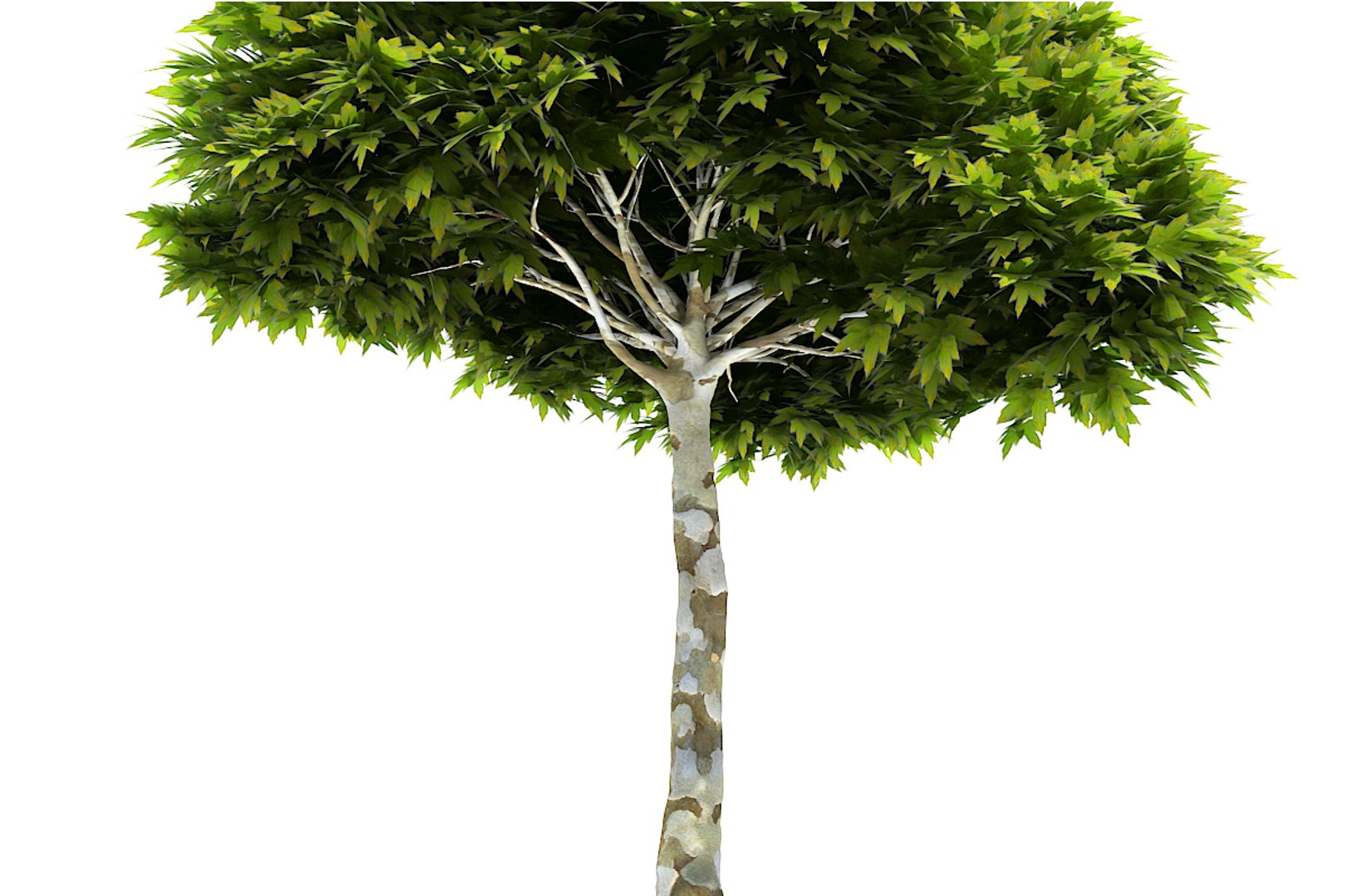 3d Obj European Sycamore Tree