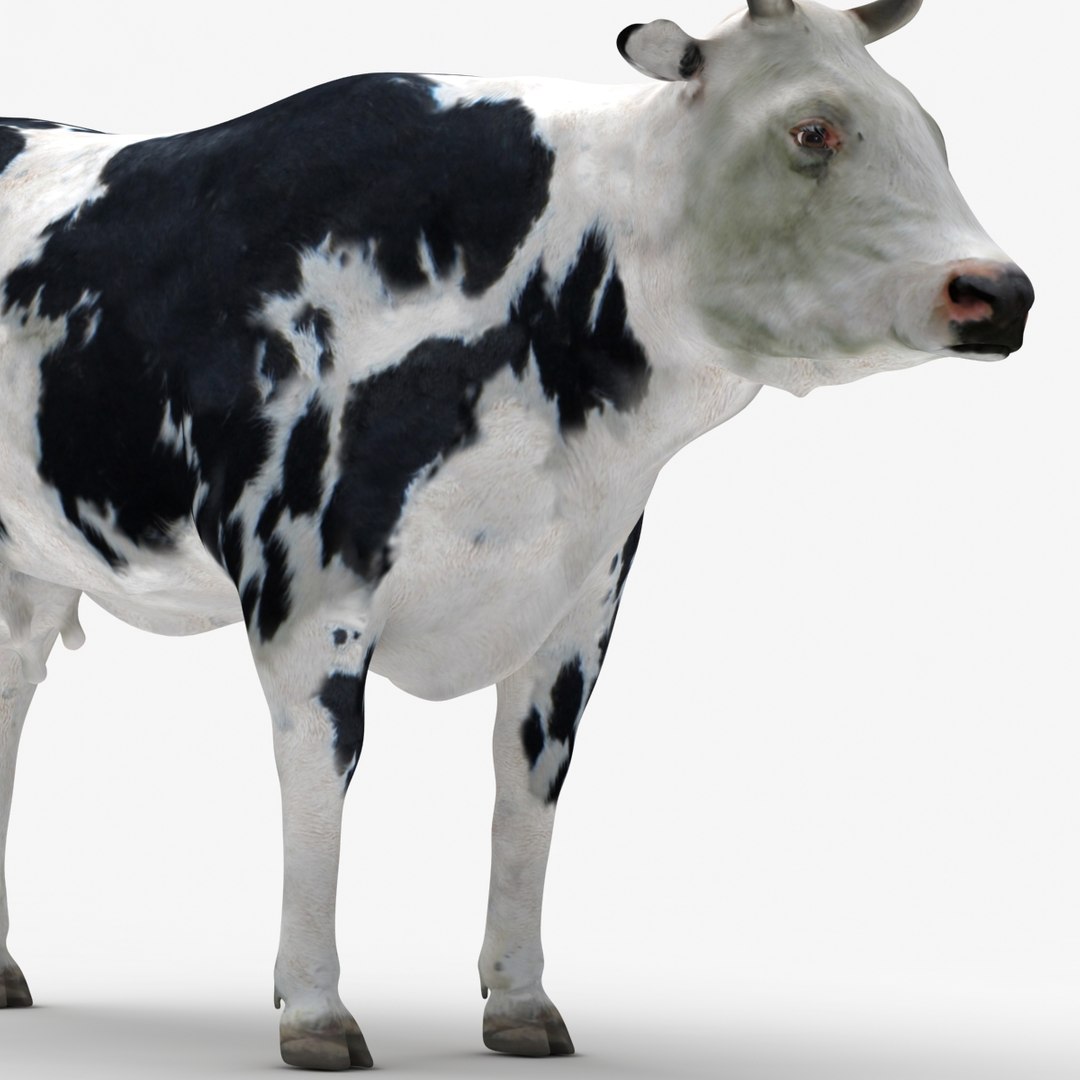 dugm02 cow 3d max