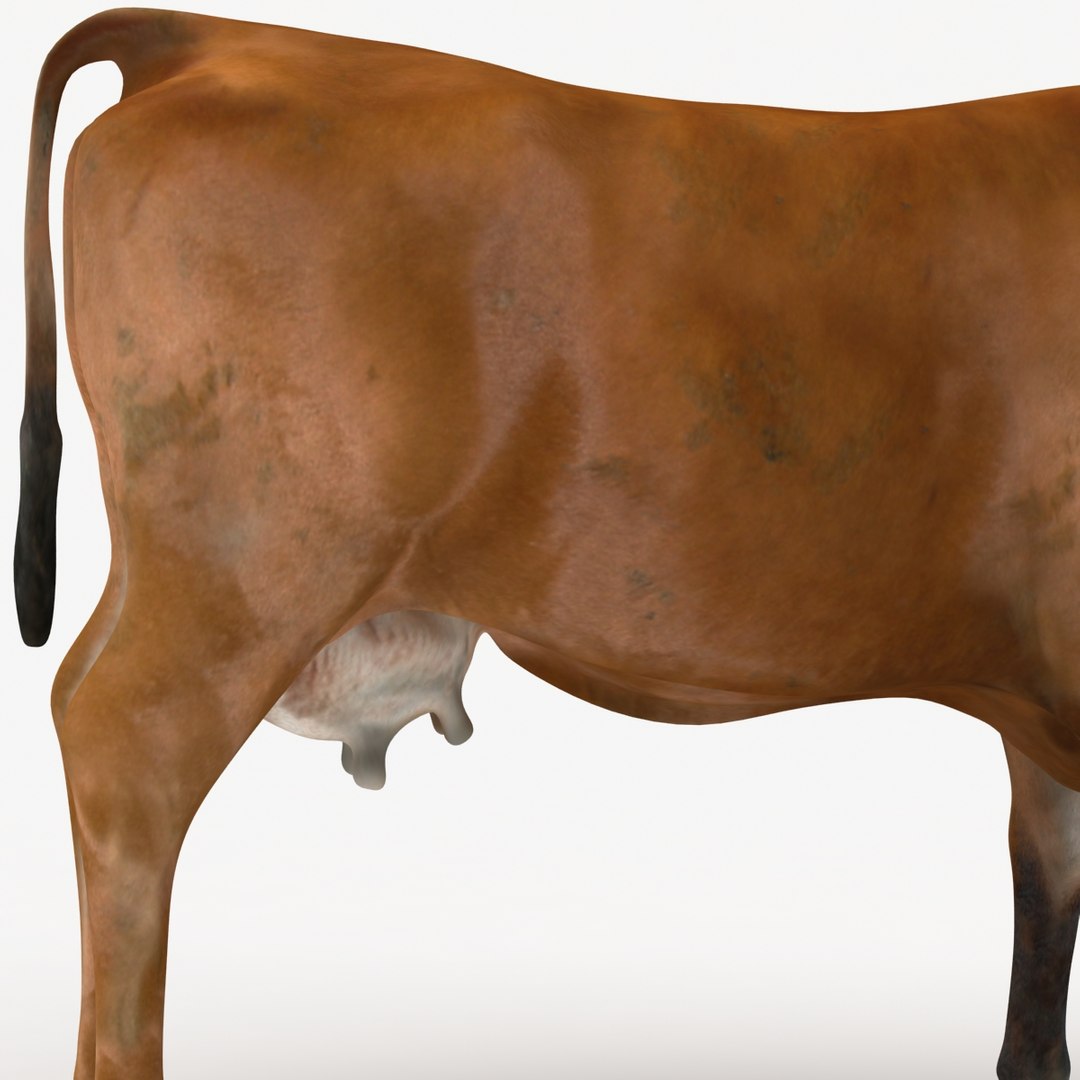 dugm02 cow 3d max