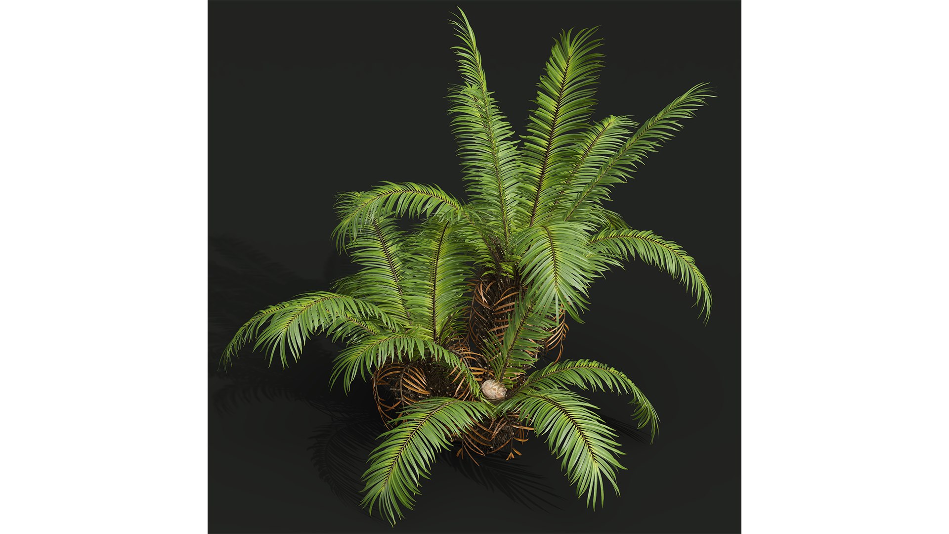 New Plant High Detail Brainea Insignis Fern Bush Model - TurboSquid 2235666
