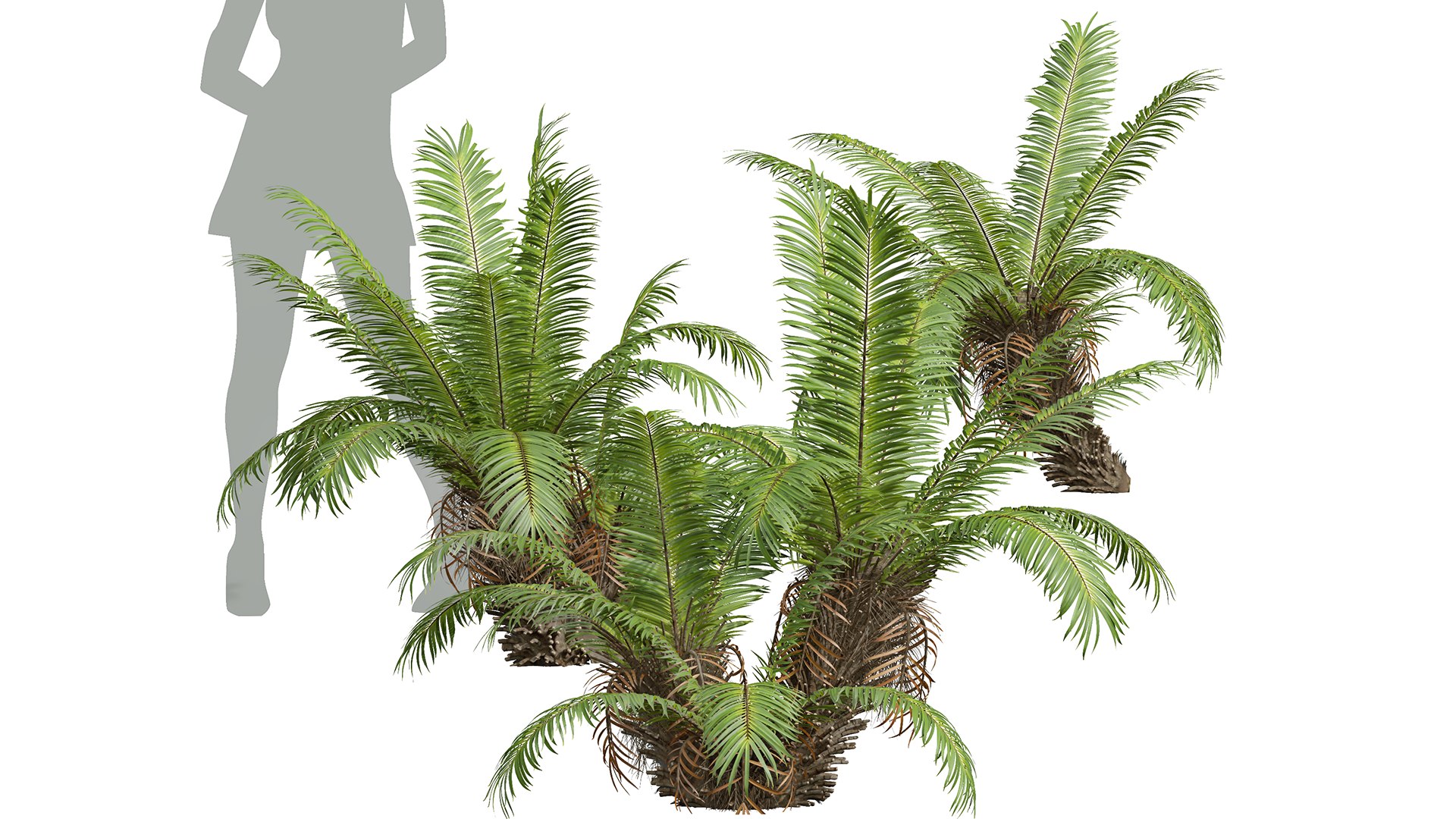 New Plant High Detail Brainea Insignis Fern Bush Model - TurboSquid 2235666