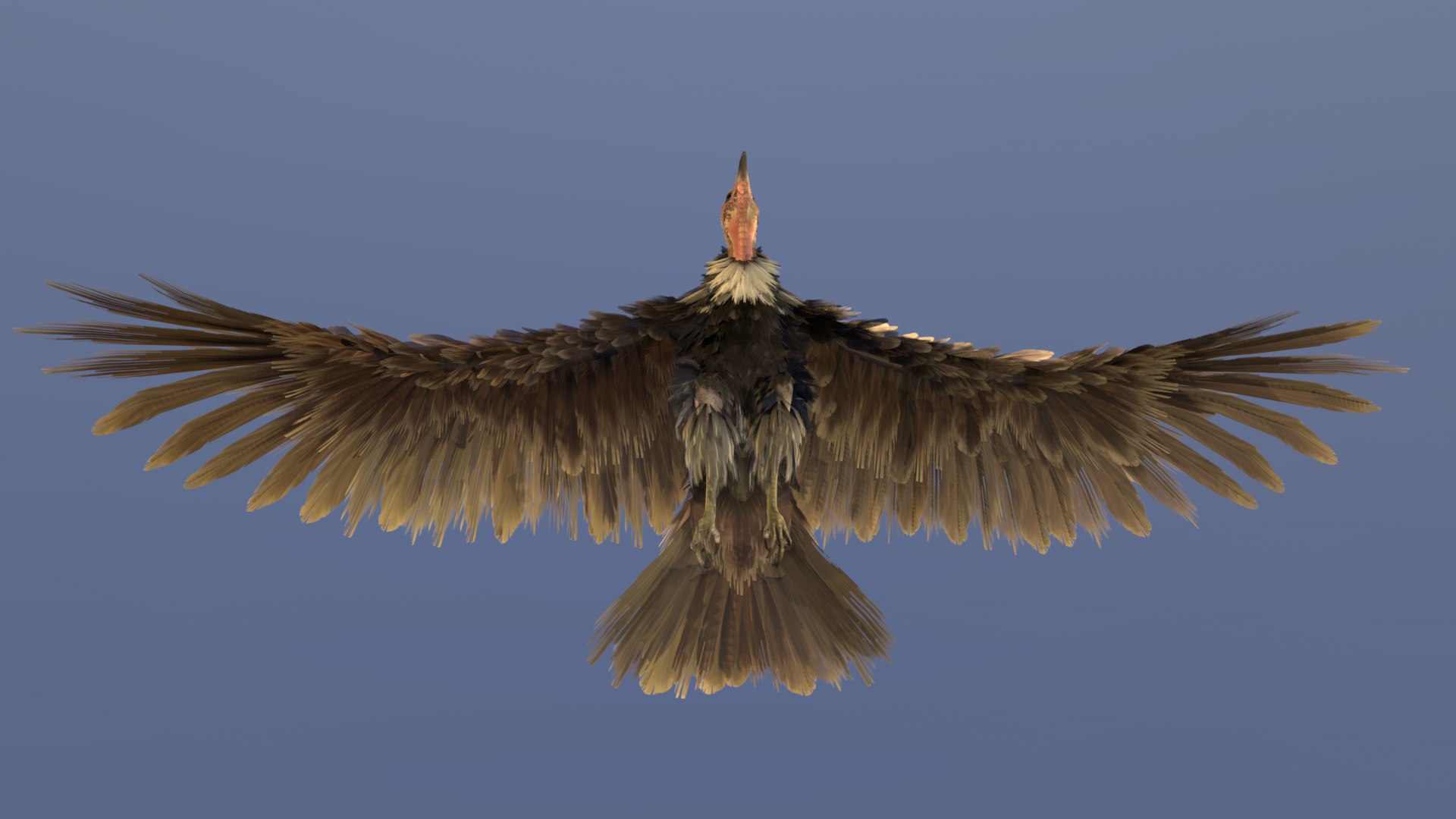 3D Hooded Vulture Rigged Animated - TurboSquid 2296058