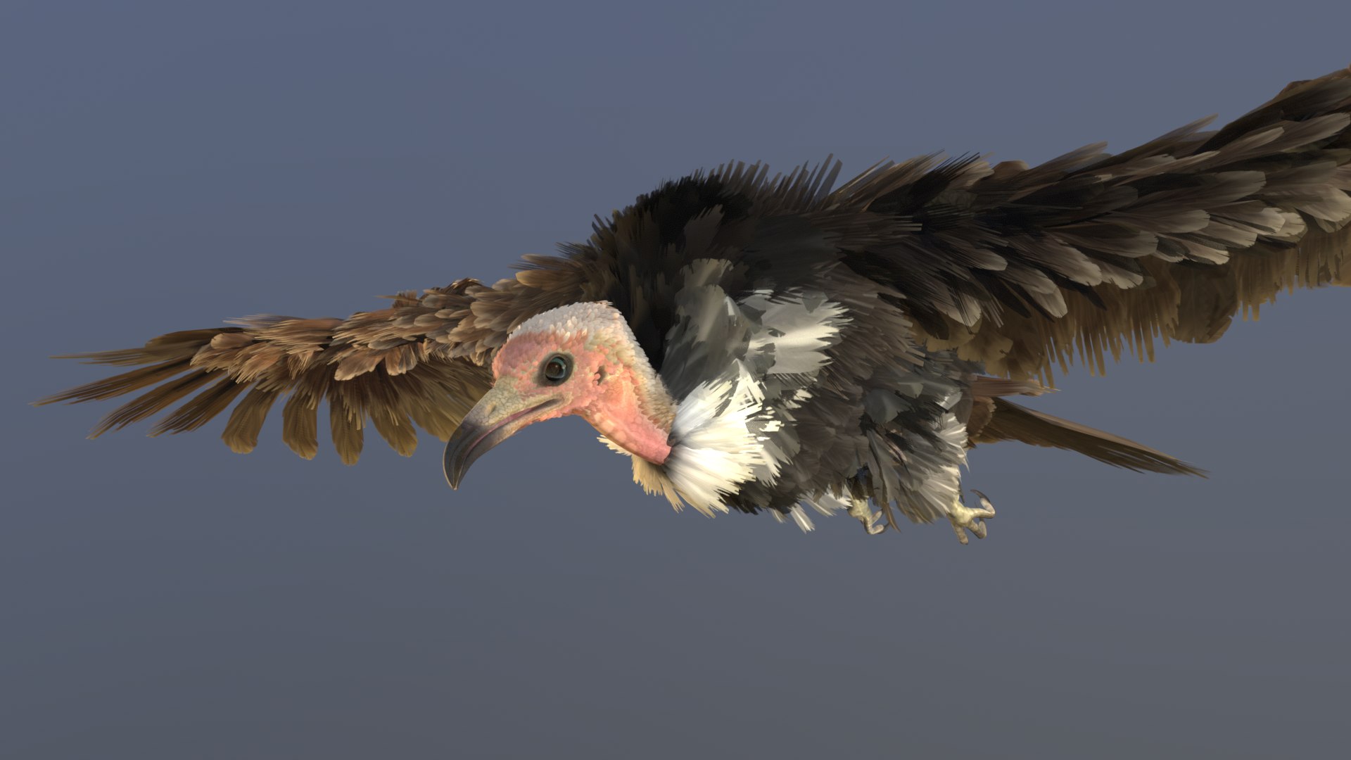 3D Hooded Vulture Rigged Animated - TurboSquid 2296058