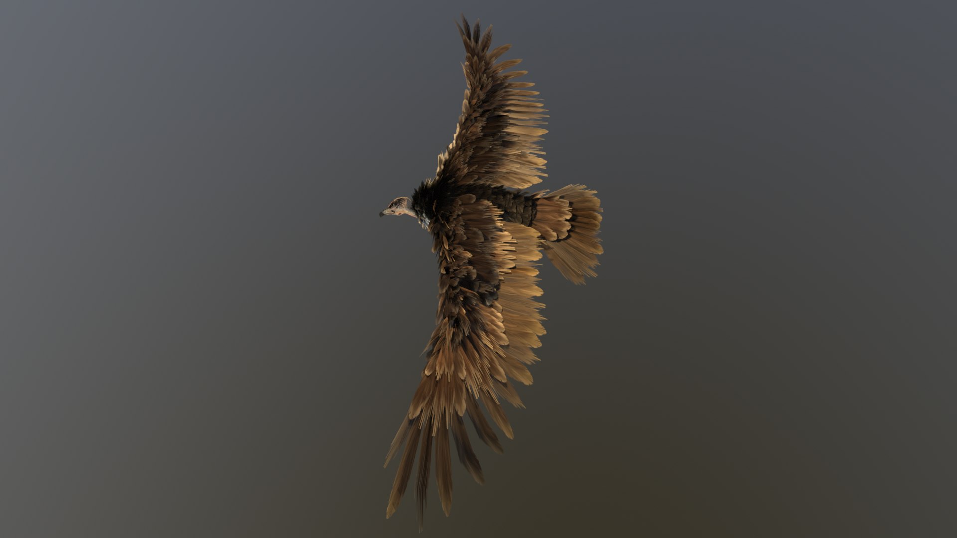 3D Hooded Vulture Rigged Animated - TurboSquid 2296058