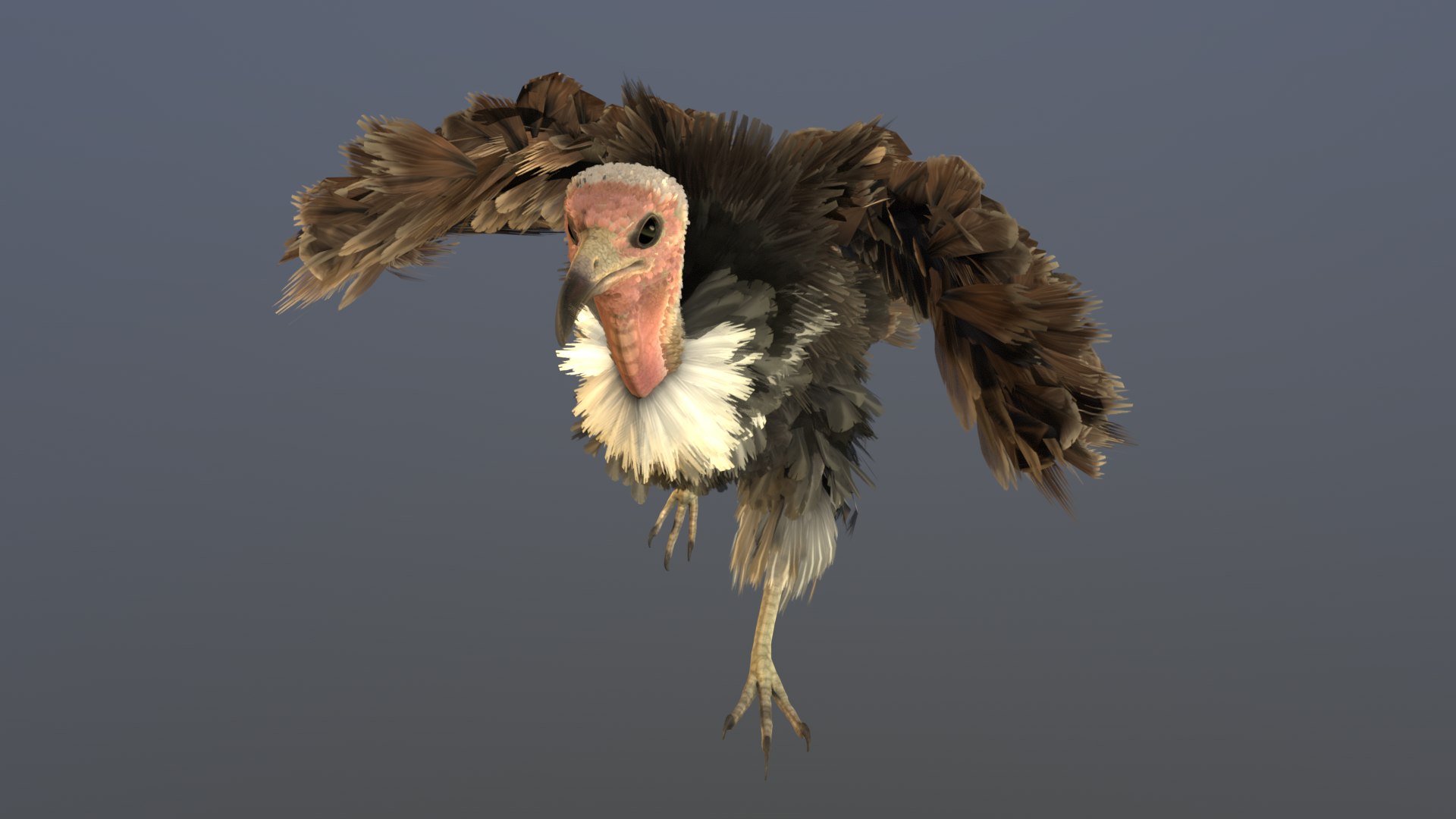 3D Hooded Vulture Rigged Animated - TurboSquid 2296058