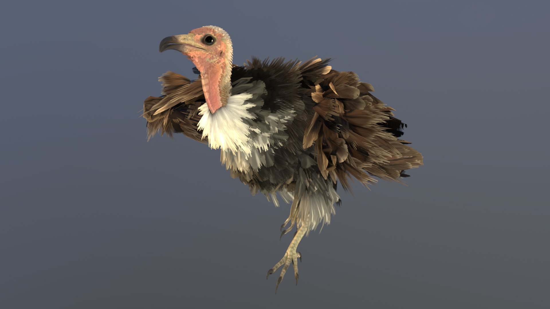 3D Hooded Vulture Rigged Animated - TurboSquid 2296058
