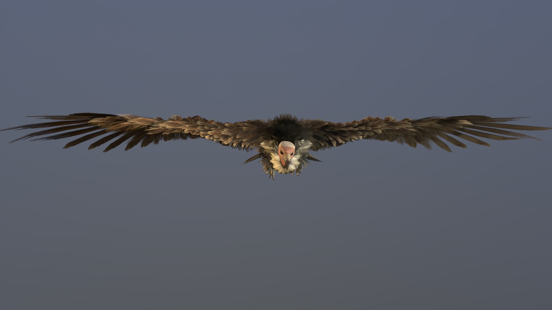 3D Hooded Vulture Rigged Animated - TurboSquid 2296058