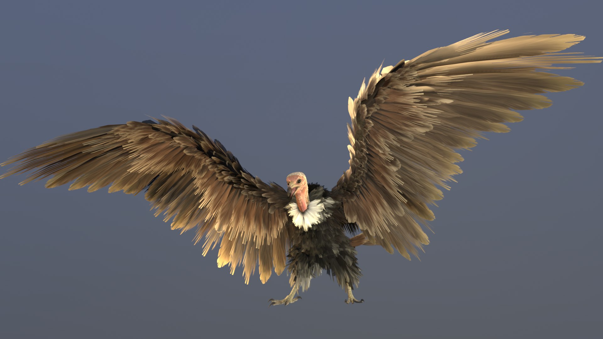 3D Hooded Vulture Rigged Animated - TurboSquid 2296058