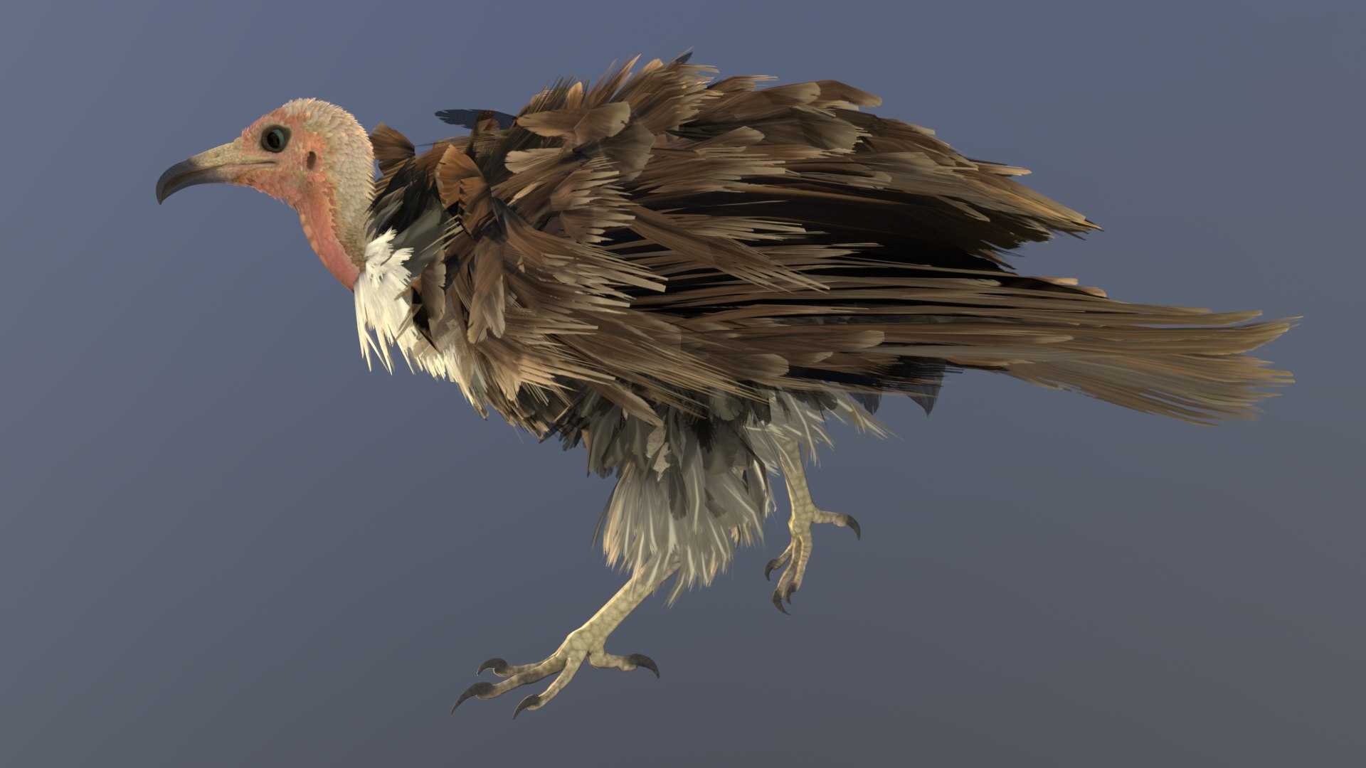 3D Hooded Vulture Rigged Animated - TurboSquid 2296058