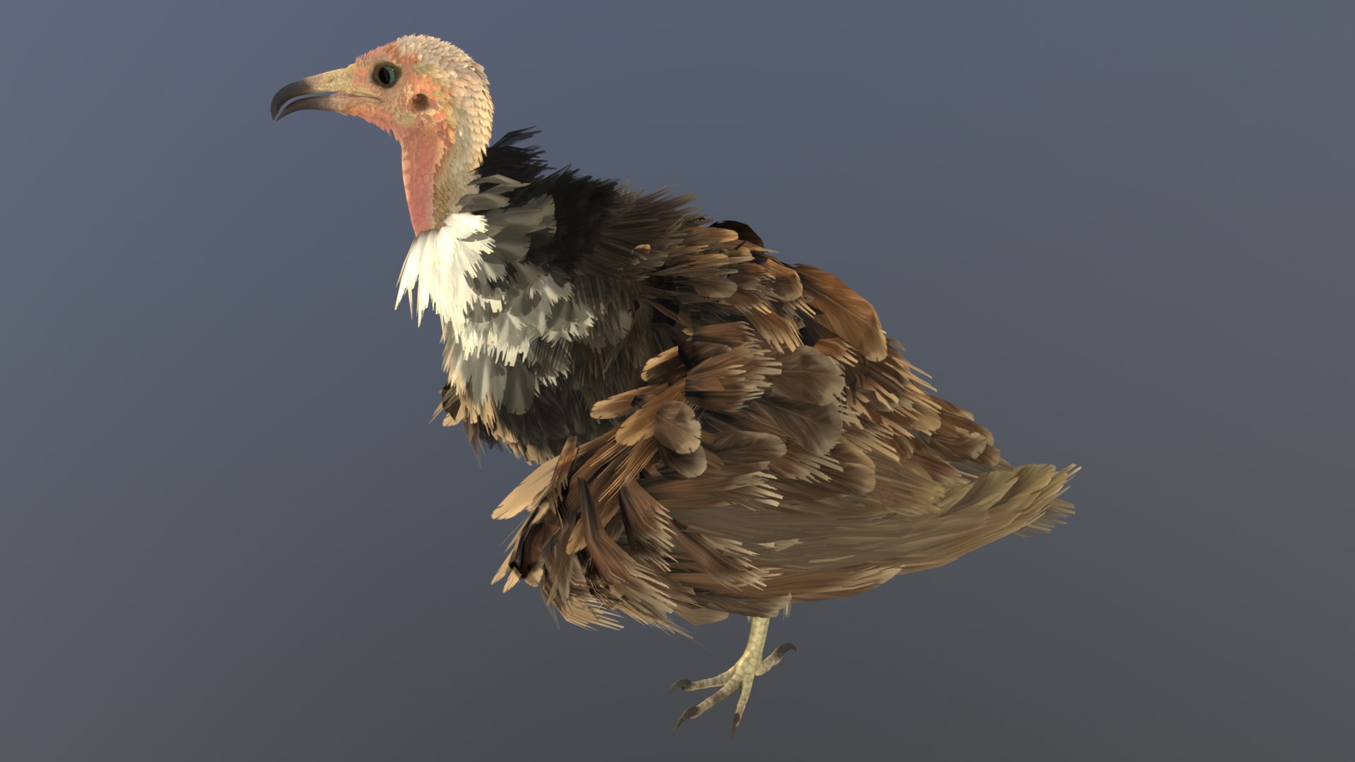 3D Hooded Vulture Rigged Animated - TurboSquid 2296058