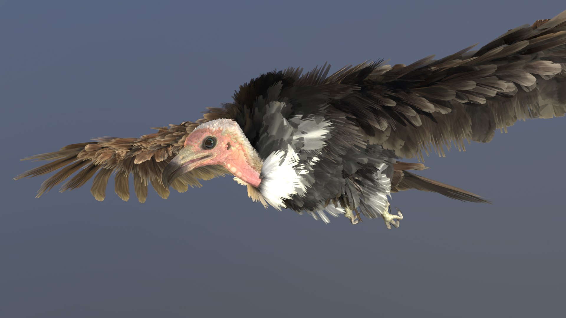 3D Hooded Vulture Rigged Animated - TurboSquid 2296058