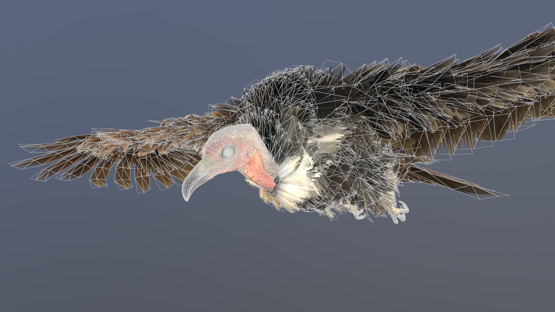 3D Hooded Vulture Rigged Animated - TurboSquid 2296058