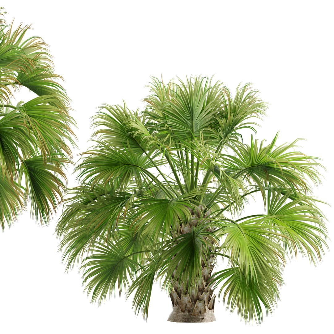 Sabal Palmetto Cabbage Palm-02 3D Model - TurboSquid 1955044