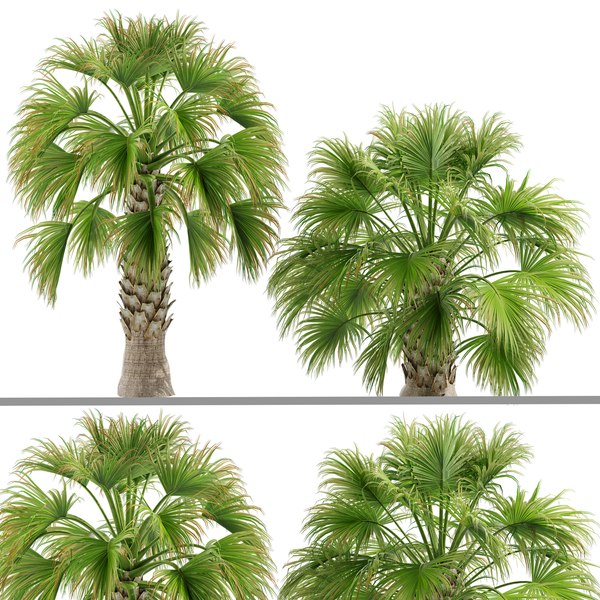 Sabal Palmetto Cabbage Palm-02 3D model - TurboSquid 1955044