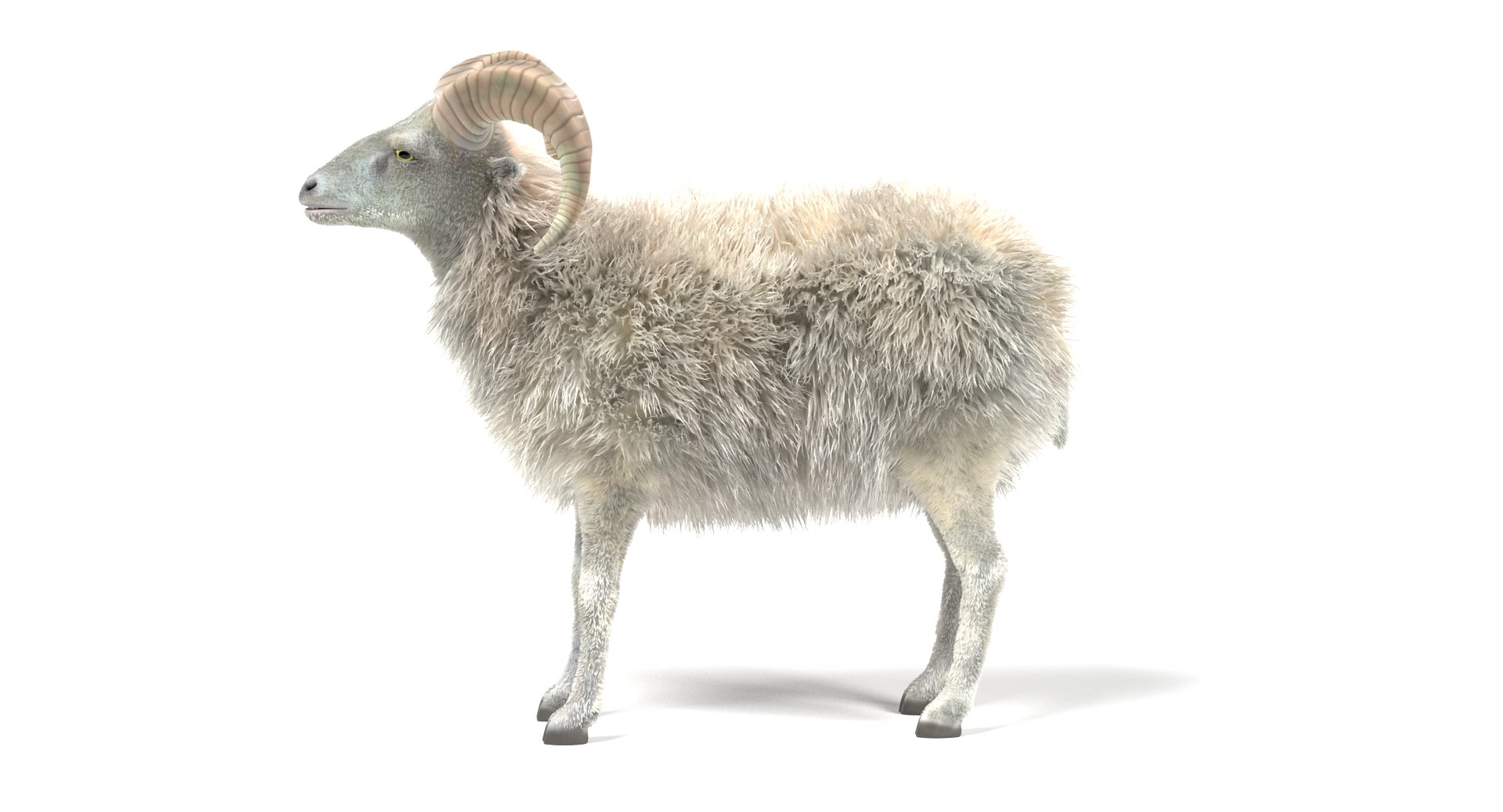 3D Ram Ovis Ammon - TurboSquid 1158302