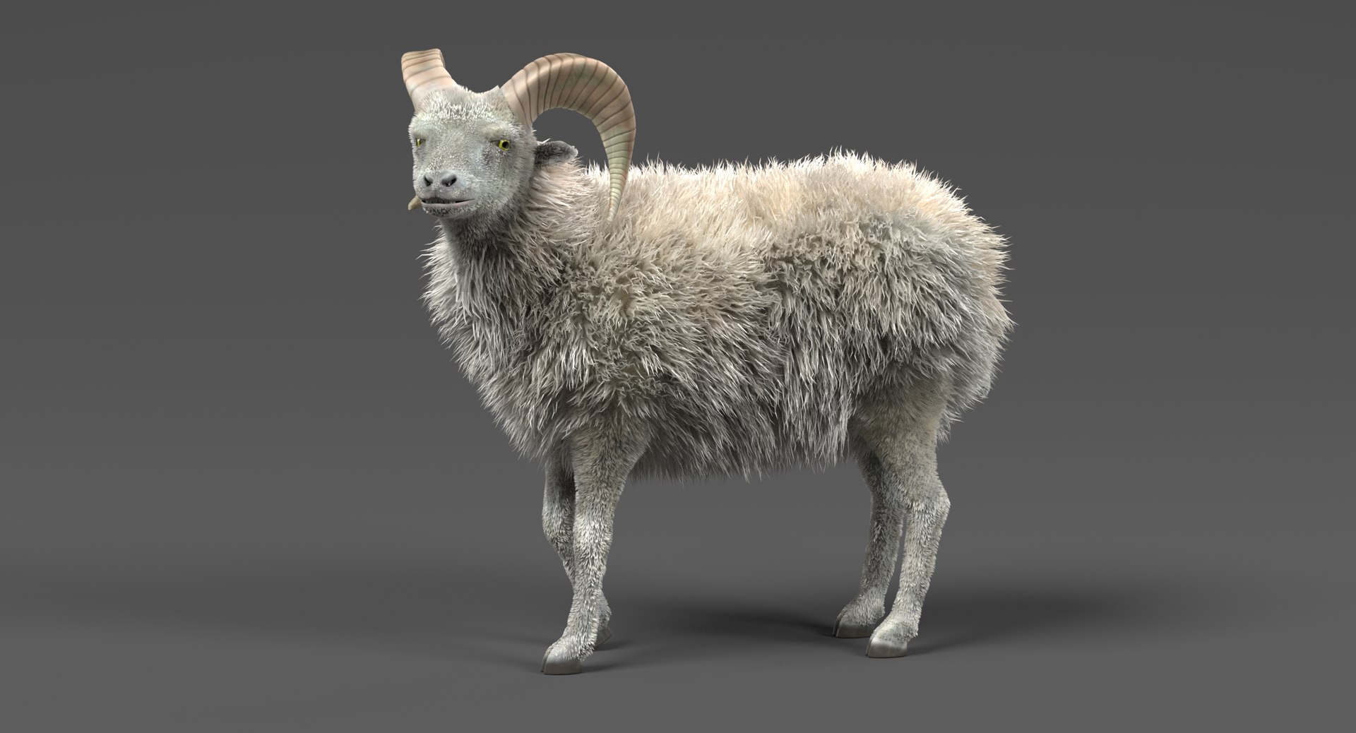 3D Ram Ovis Ammon - TurboSquid 1158302