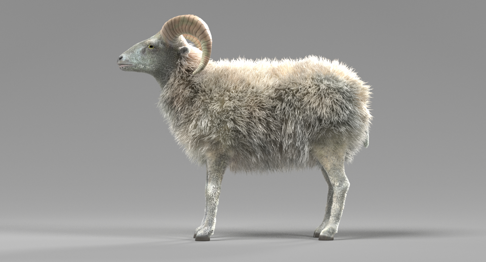 3D Ram Ovis Ammon - TurboSquid 1158302