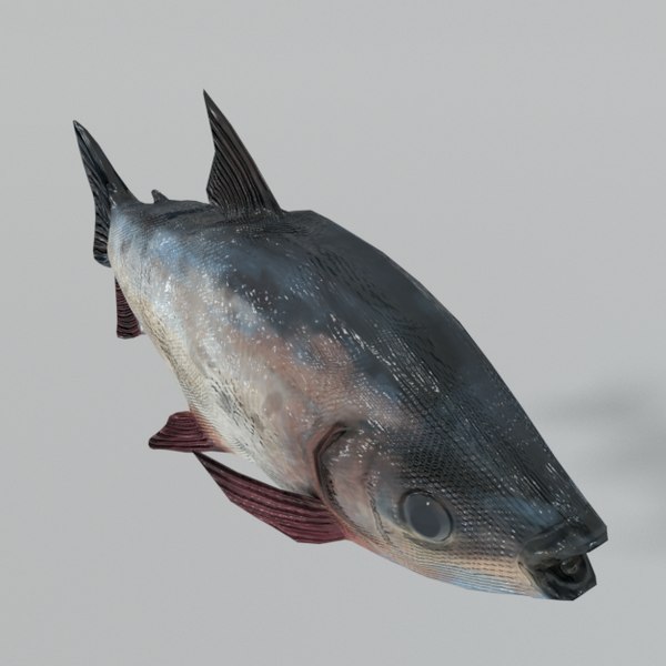 3D bocachico fish model - TurboSquid 1316760