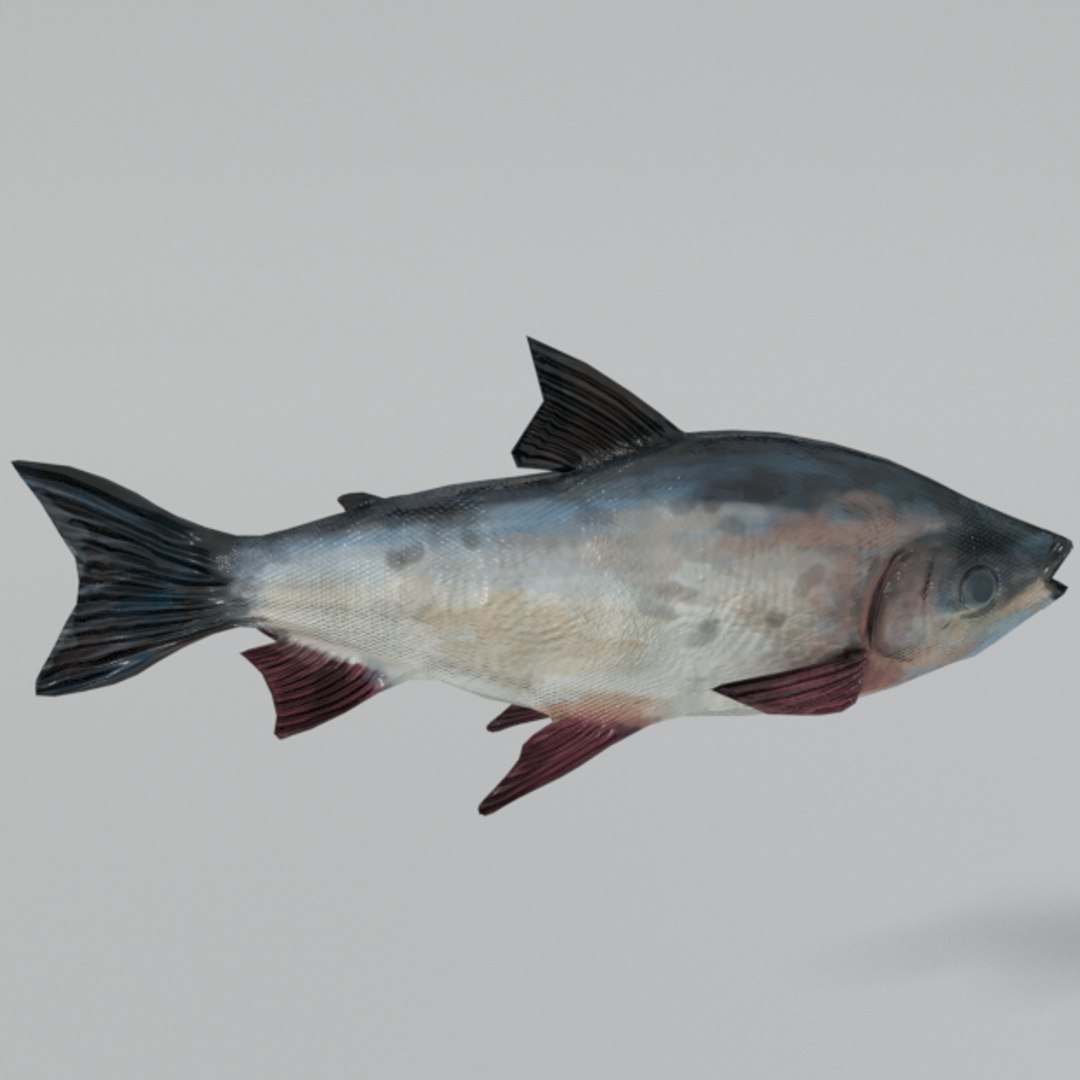 3D Bocachico Fish Model - TurboSquid 1316760