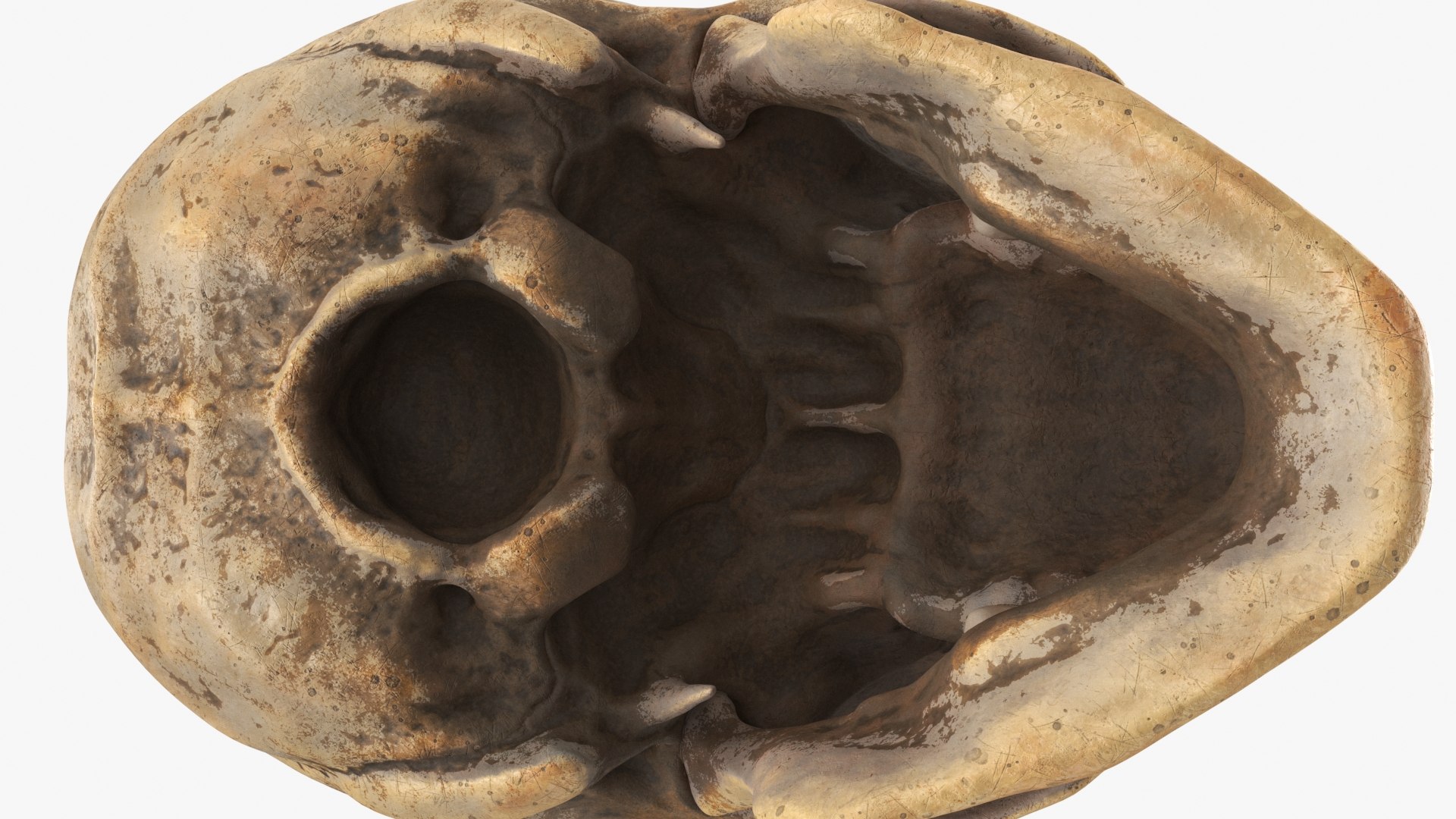 3D model Human Skull Dirty - TurboSquid 1886252