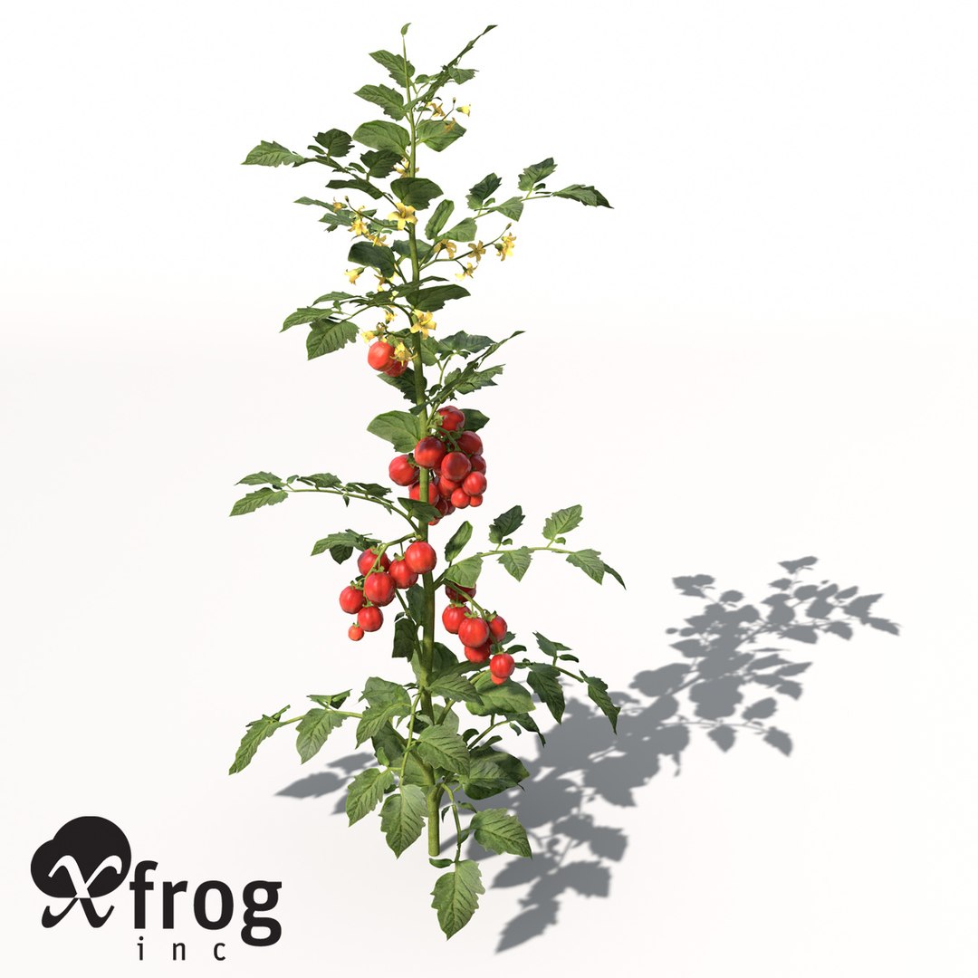 Tomato Plant 3d Model