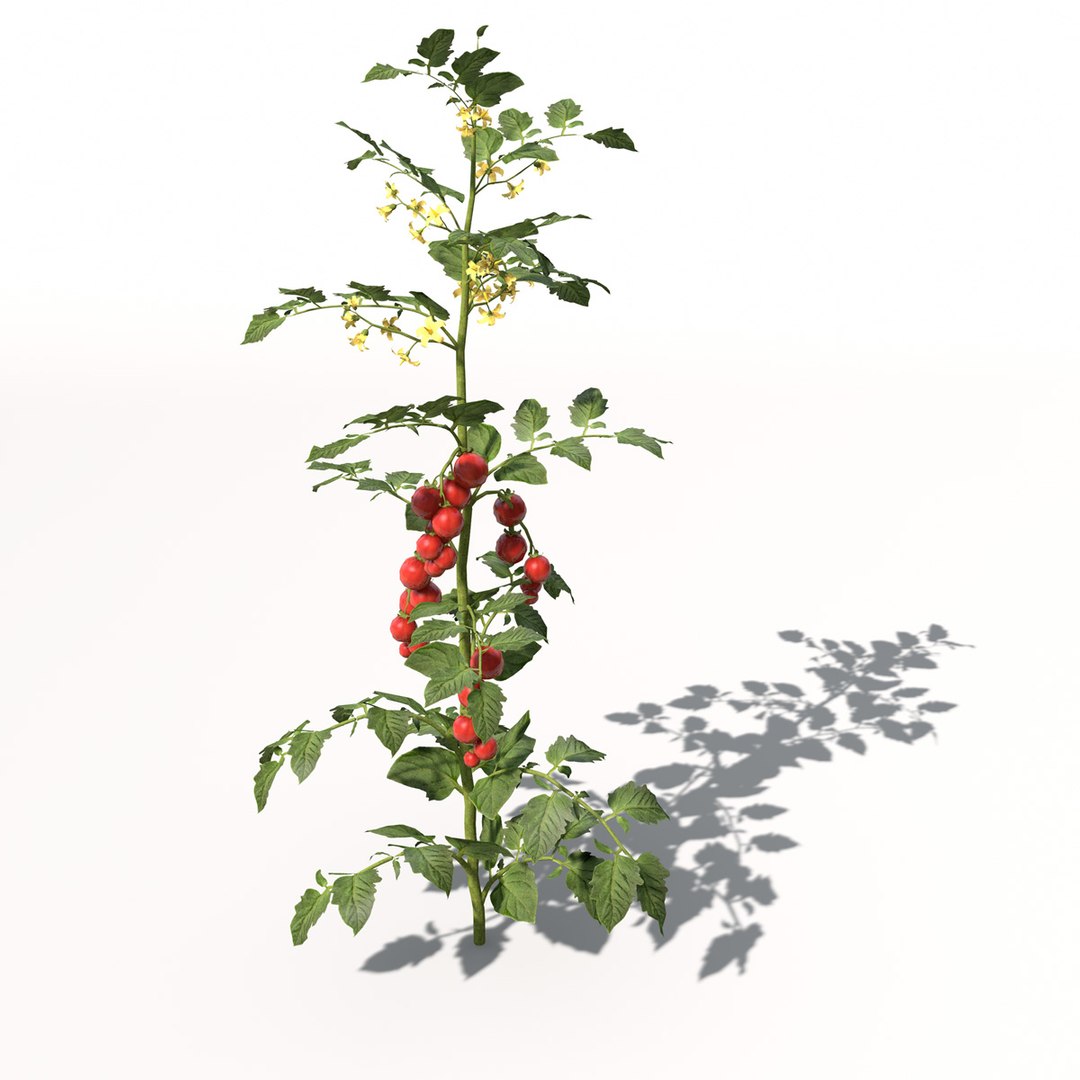 Tomato Plant 3d Model