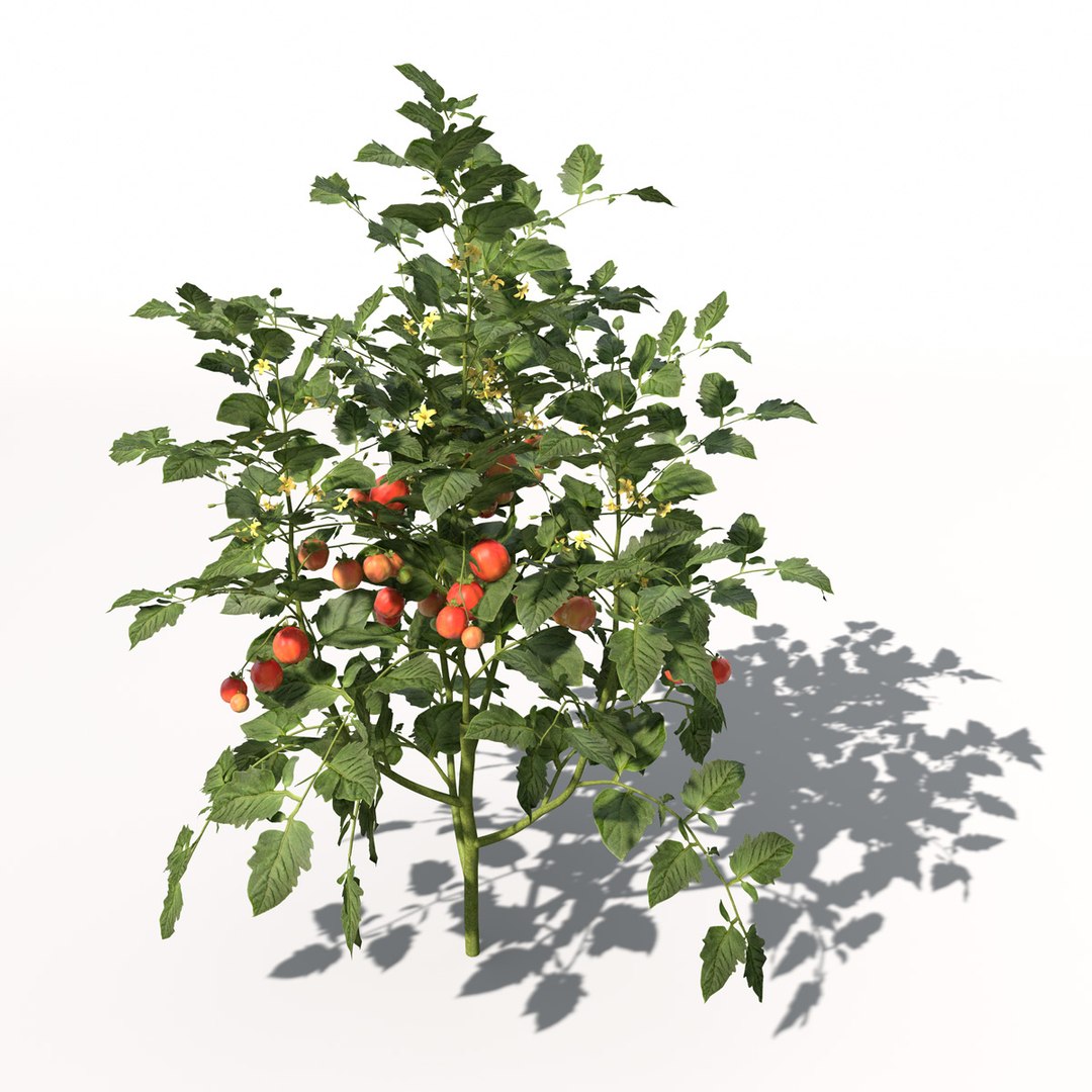 Tomato Plant 3d Model