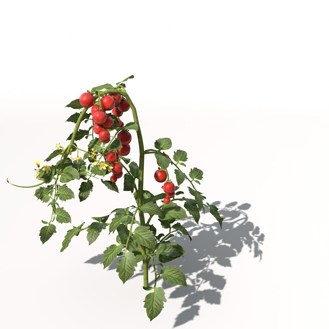 Tomato Plant 3d Model