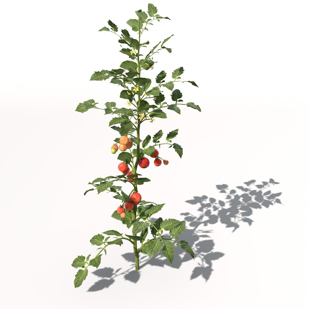 Tomato Plant 3d Model