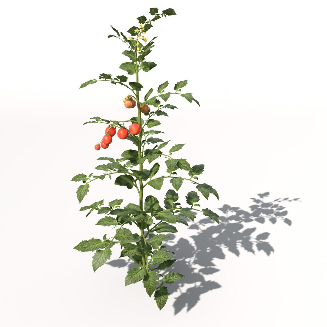 Tomato Plant 3d Model