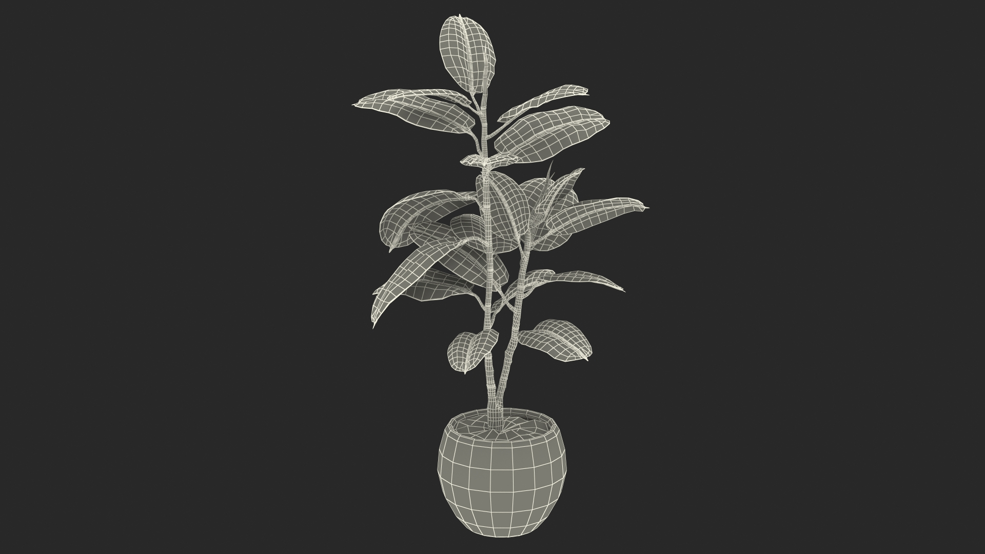 3D Rubber Tree Plant Pot - TurboSquid 1684023