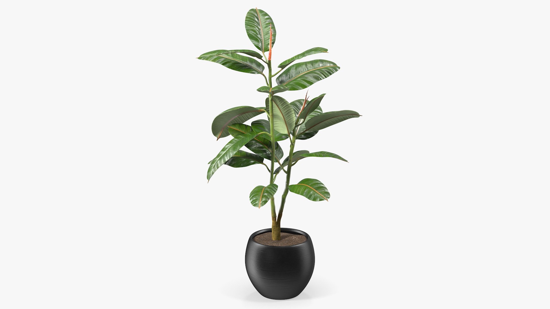 3D rubber tree plant pot - TurboSquid 1684023