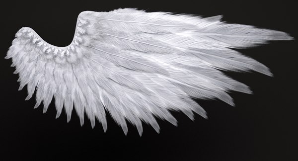 3D realistic wings - TurboSquid 1282094