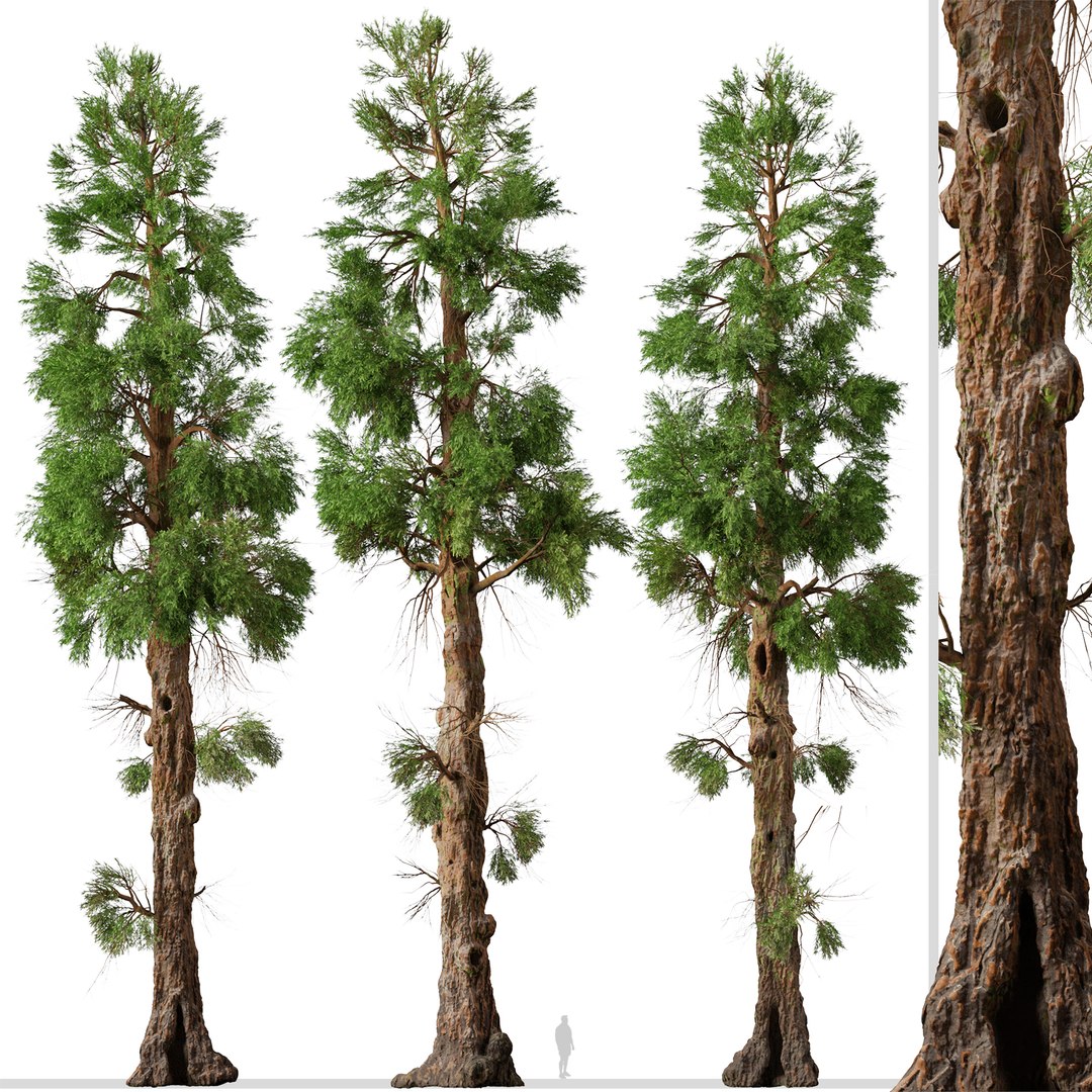 Set Of Giant Sequoia Or Sequoiadendron Giganteum Tree 3D Model ...