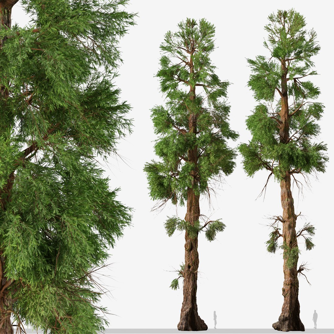 Set Of Giant Sequoia Or Sequoiadendron Giganteum Tree 3D Model ...