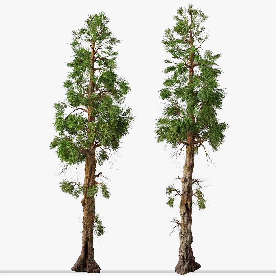 Set Of Giant Sequoia Or Sequoiadendron Giganteum Tree 3D Model ...