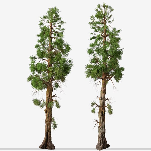 Set of Giant sequoia or Sequoiadendron Giganteum Tree 3D model ...
