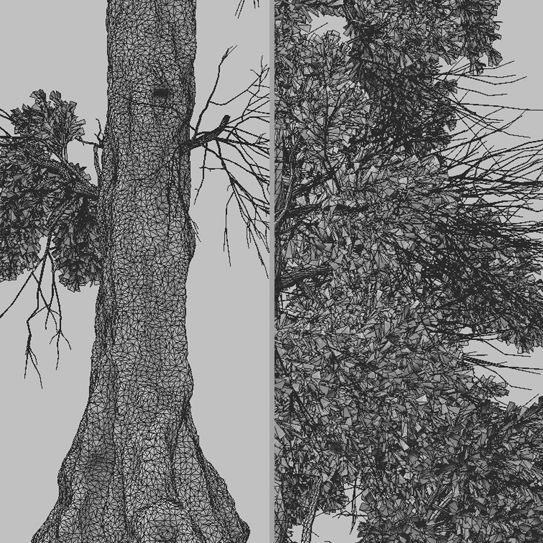 Set Of Giant Sequoia Or Sequoiadendron Giganteum Tree 3D Model ...