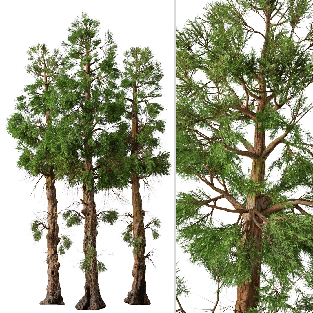 Set Of Giant Sequoia Or Sequoiadendron Giganteum Tree 3D Model ...
