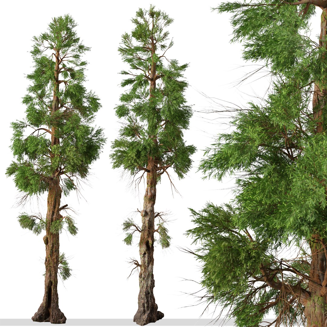 Set Of Giant Sequoia Or Sequoiadendron Giganteum Tree 3D Model ...