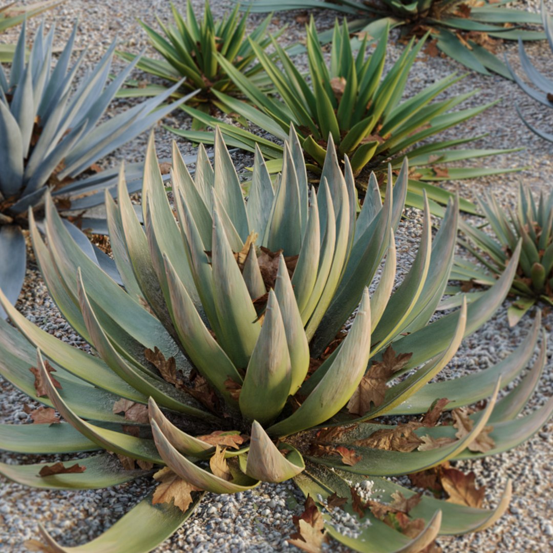 3D Agave 04 Model - TurboSquid 1959883